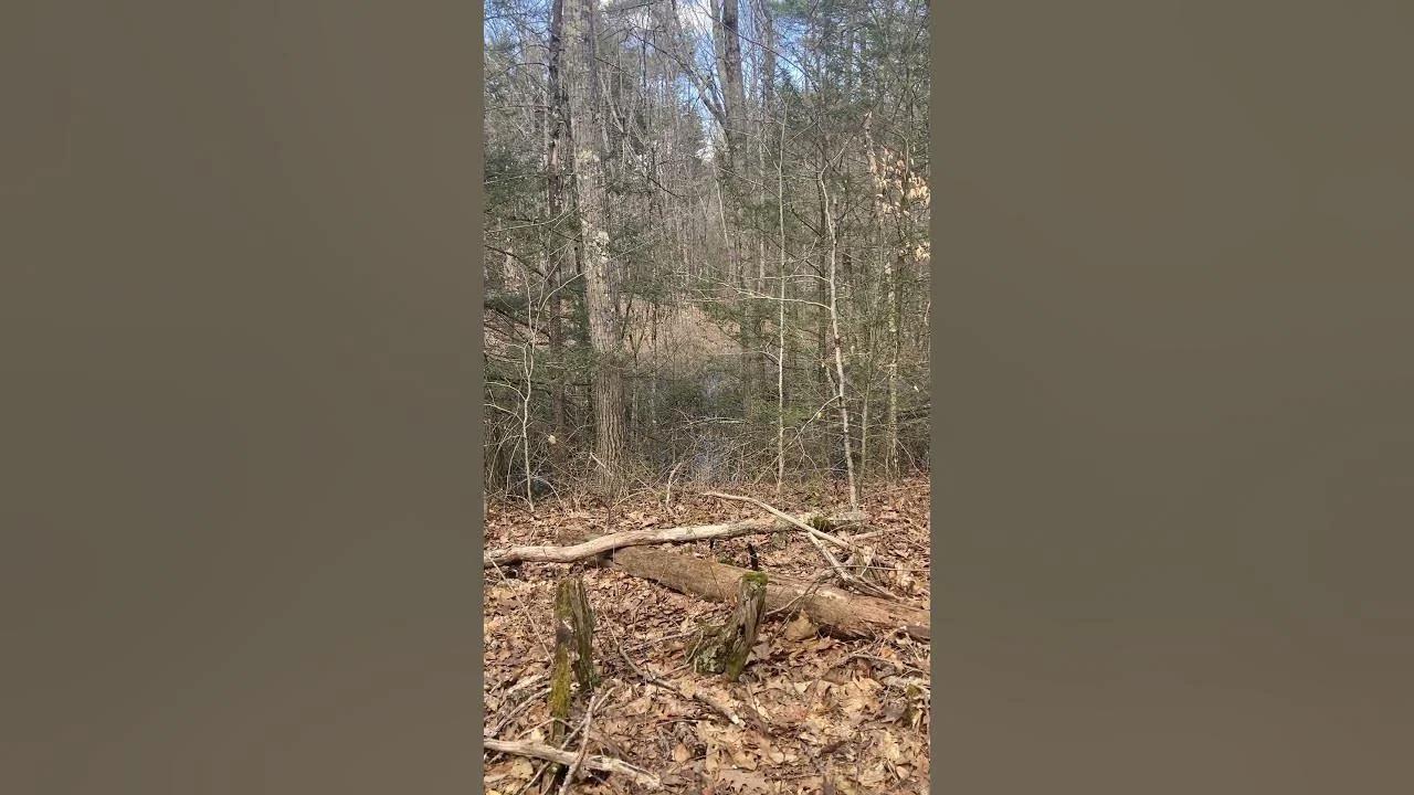 Frog mating sounds. #nature #outdoors #frogs #turnthefrogsgay