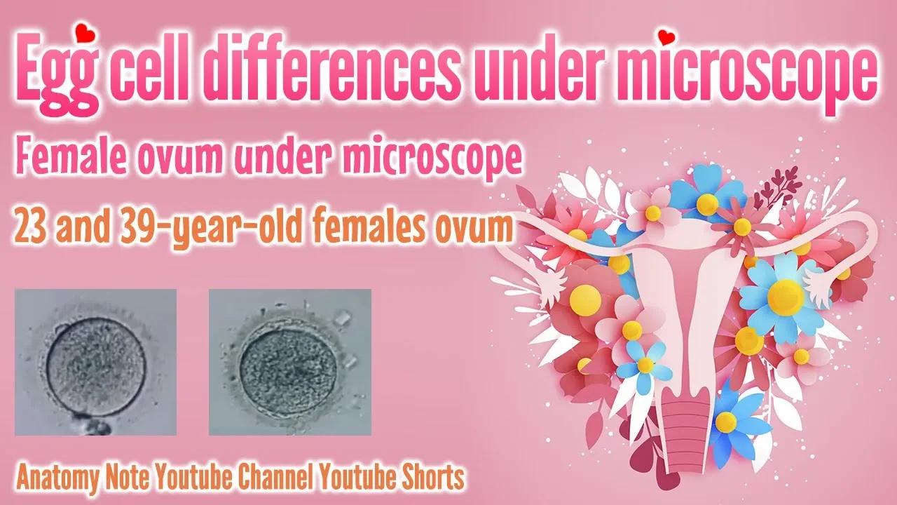 Egg cell under microscope, 23 and 39-year-old females ovum differences ...