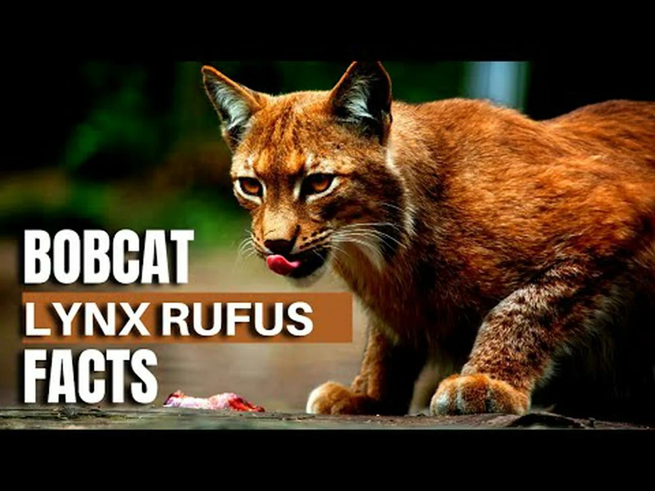 Facts About Bobcats (Lynx Rufus) | Animal Facts