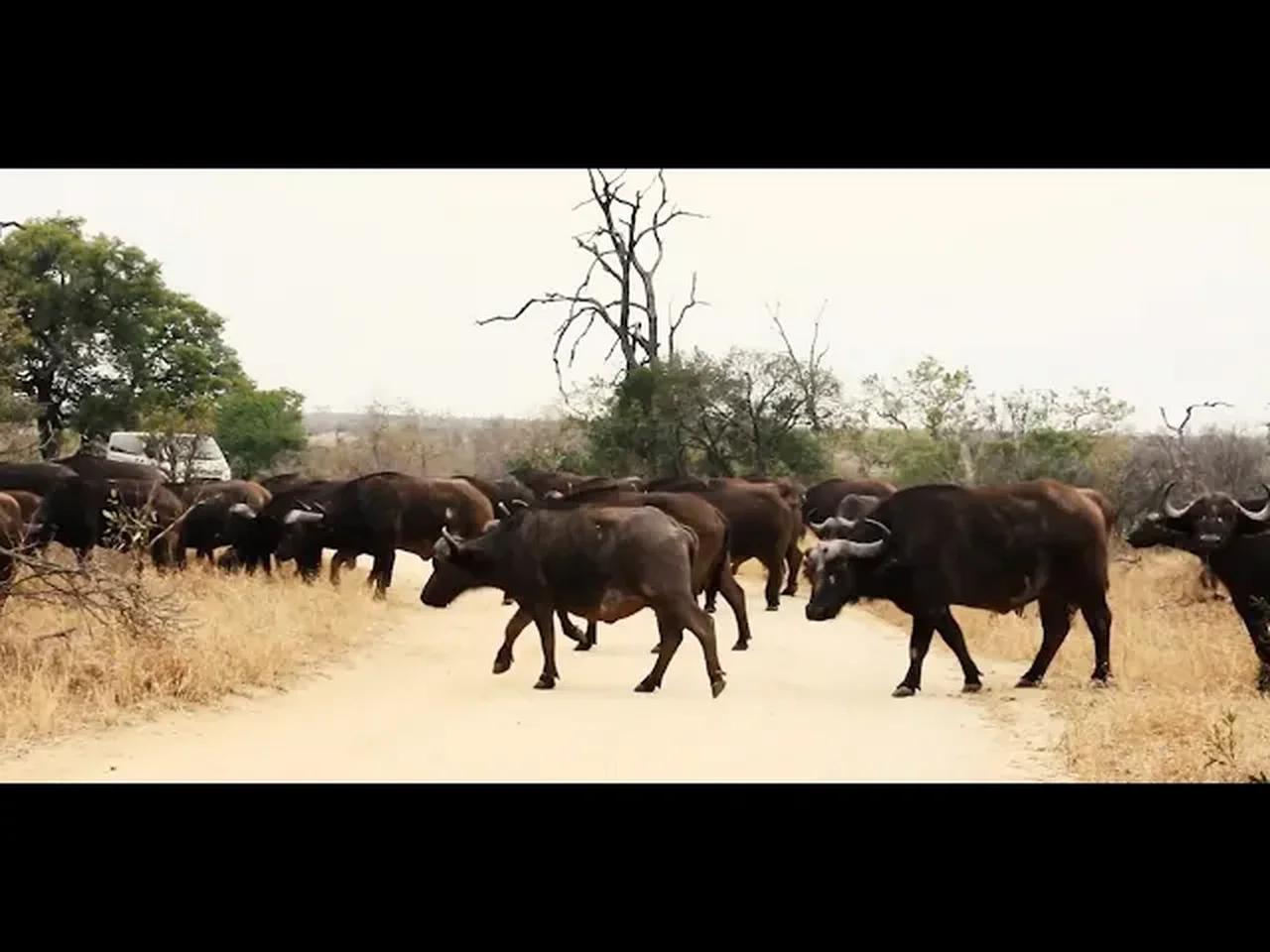 Kruger National Park Sightings - Buffalo Migration