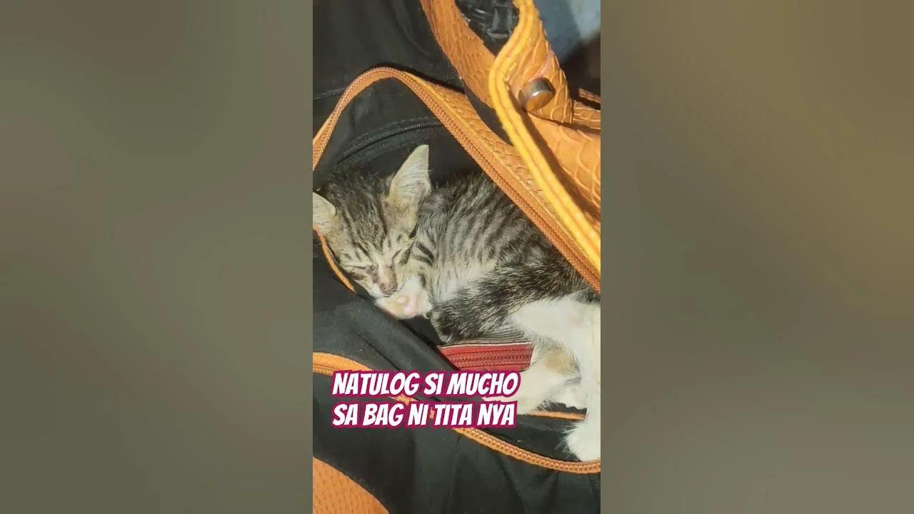 Natulog si Mucho sa bag ni tita nya #shorts