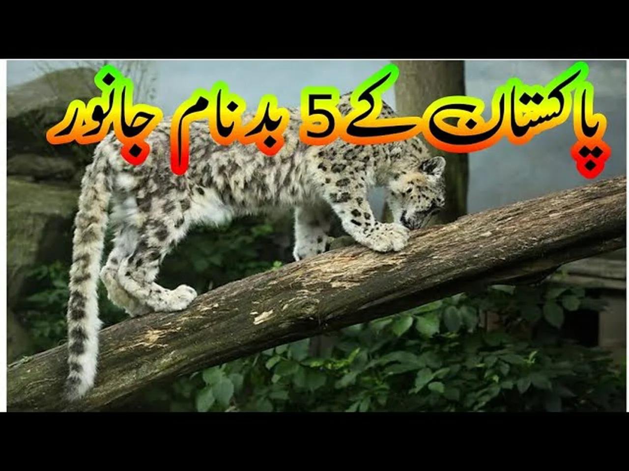 Notorious Animals in Pakistan Wildlife of Pakistan پاکستان میں پائے ...