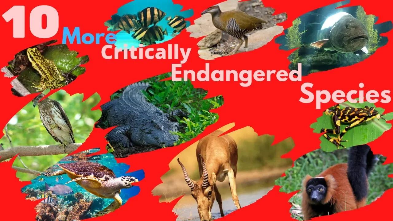 10 Species Critically Endangered (Endangered Species) 2021 {31 - 40}