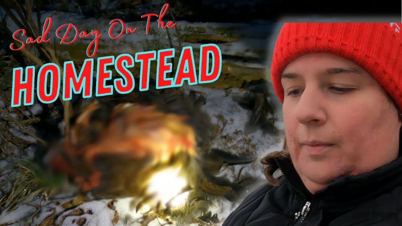 Loss On The homestead | Viewers Discretion Advised | Wild Chicken ...