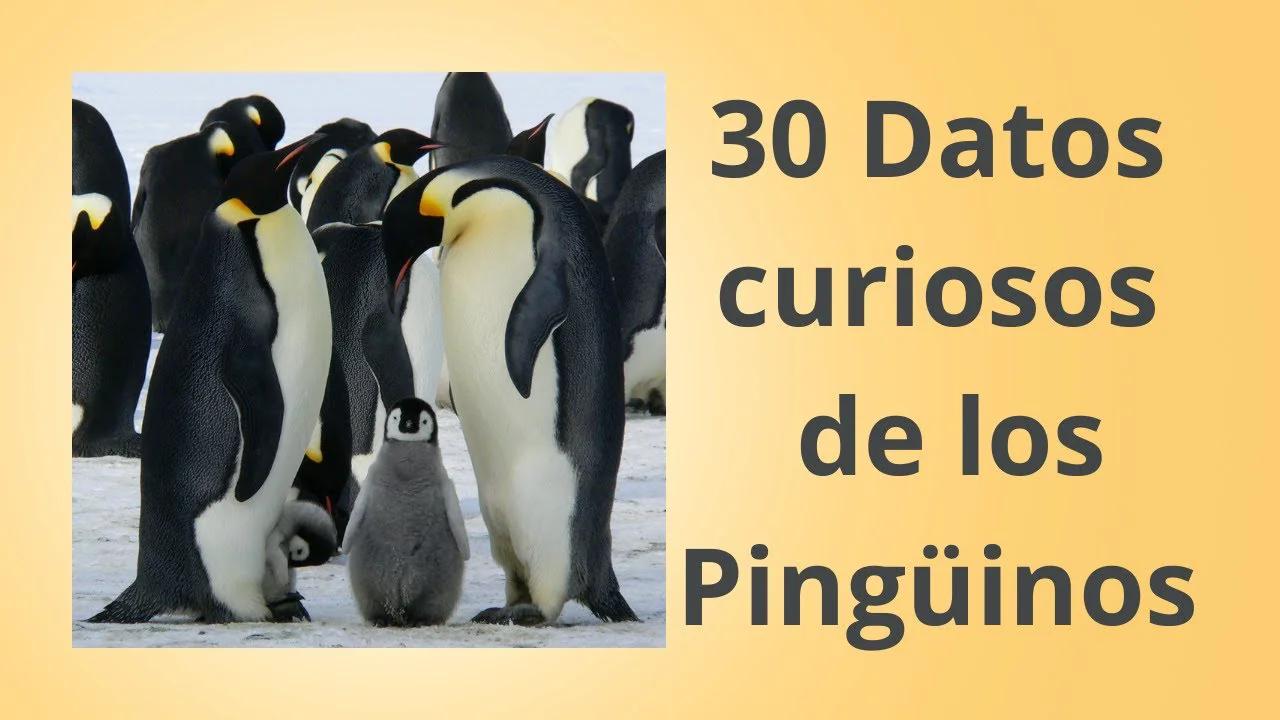 30 Datos curiosos de los Pingüinos