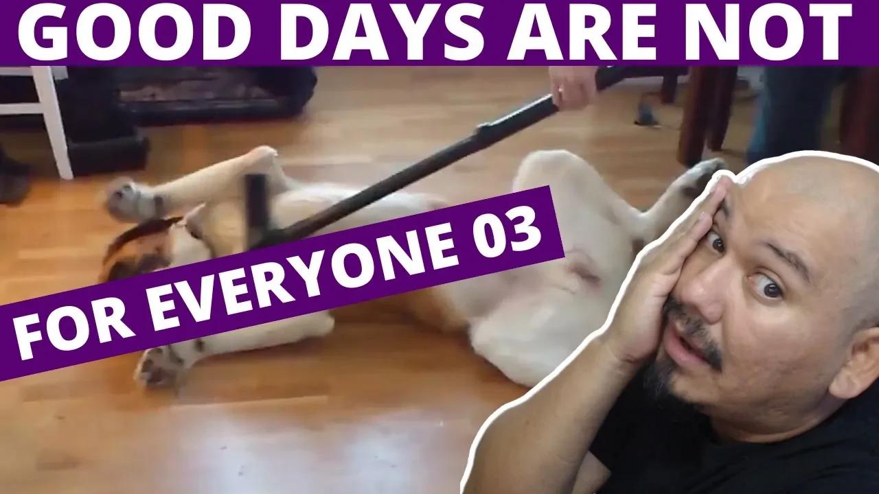 FailArmy Reaction: Try Not To Laugh Challenge Funny Dogs Fail Compilation