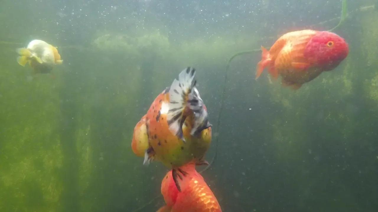 Ranchu Goldfish swimming to natural water sounds ASMR - Raleigh Jones