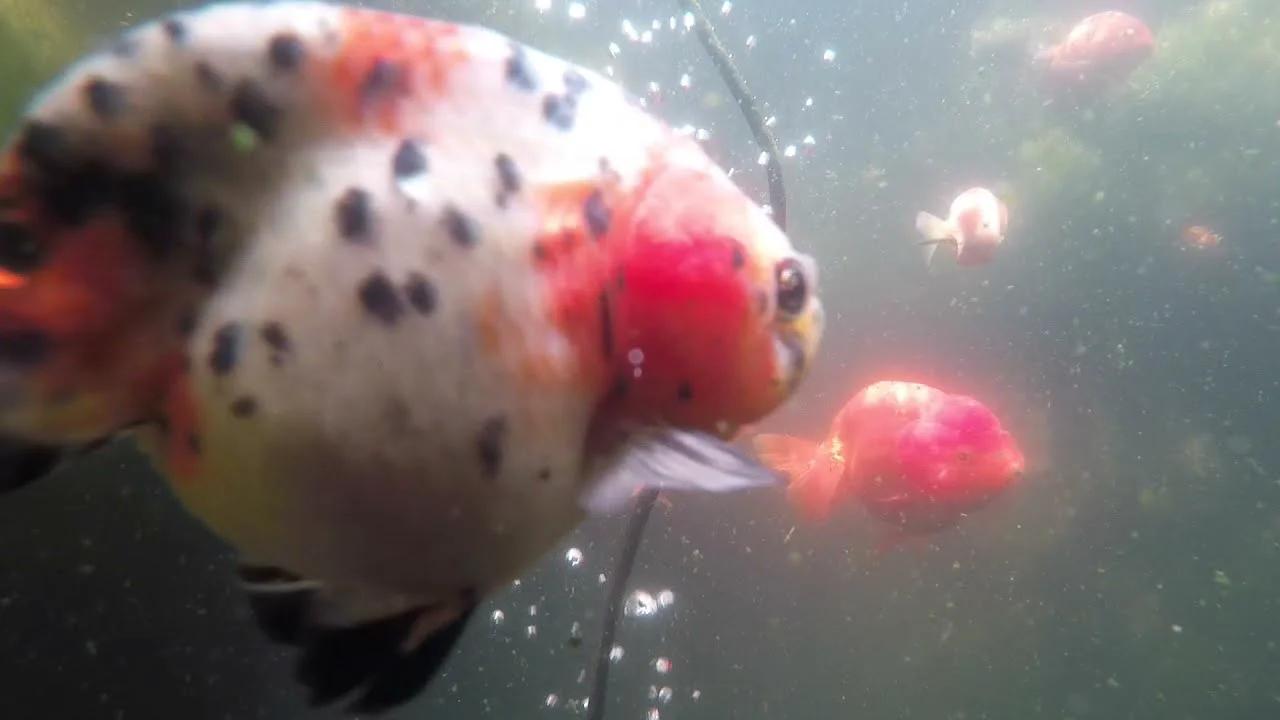 30 minutes of relaxing ranchu goldfish - AMSR natural water music ...