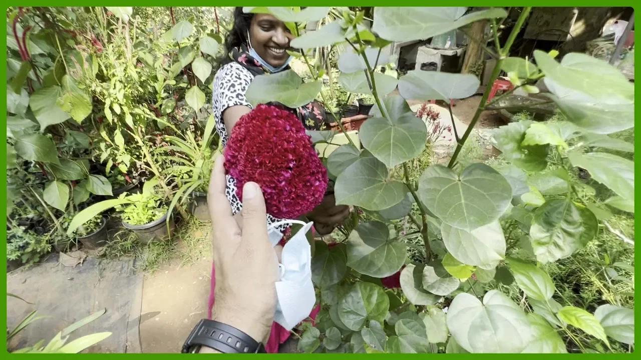 An Afternoon of Exploring Kerala's Native Herbs - #SanskritAcrossBharat ...