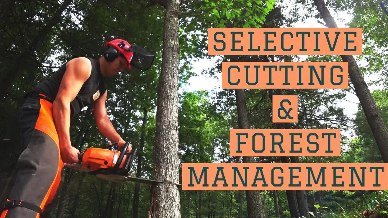 Selective Cutting of Yard Trees for Firewood using Stihl MS261 Chainsaw ...