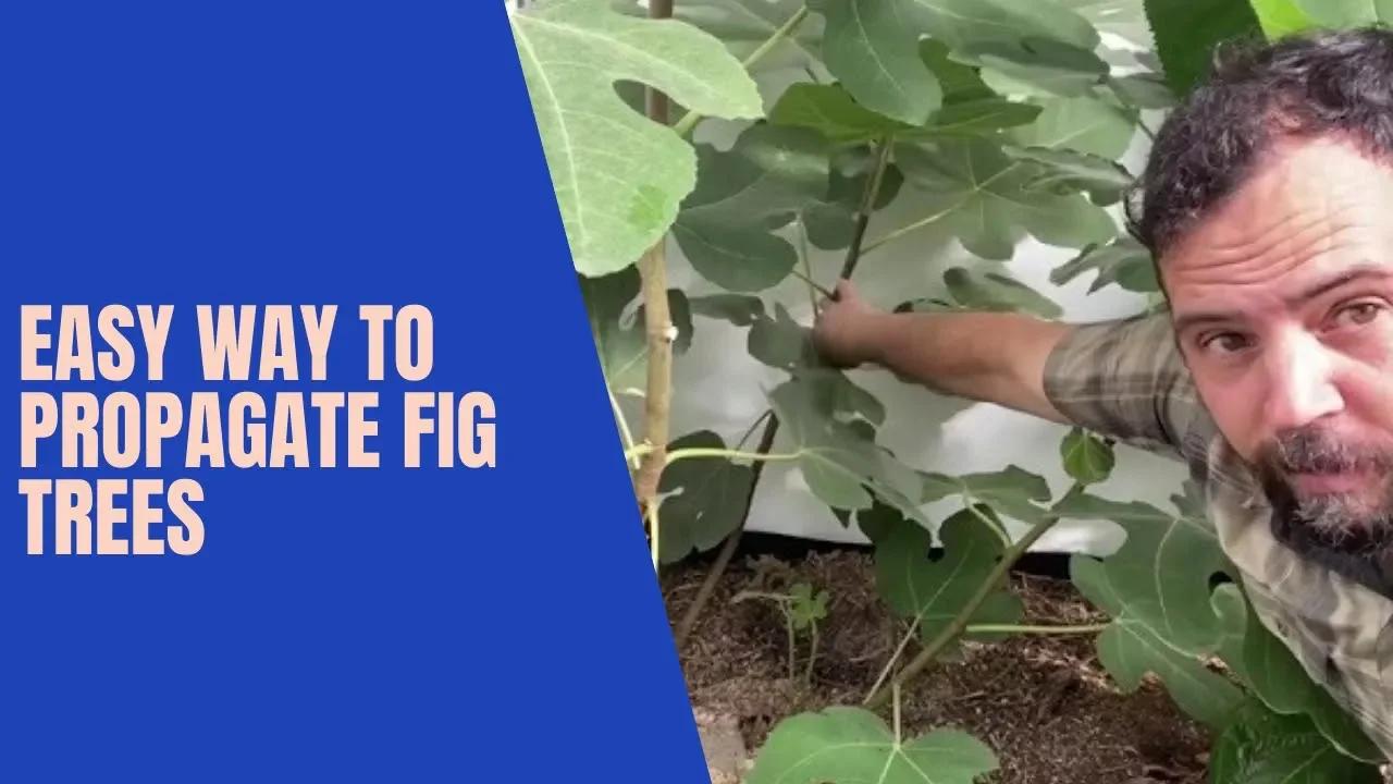 How to Propagate Fig Trees through Layering