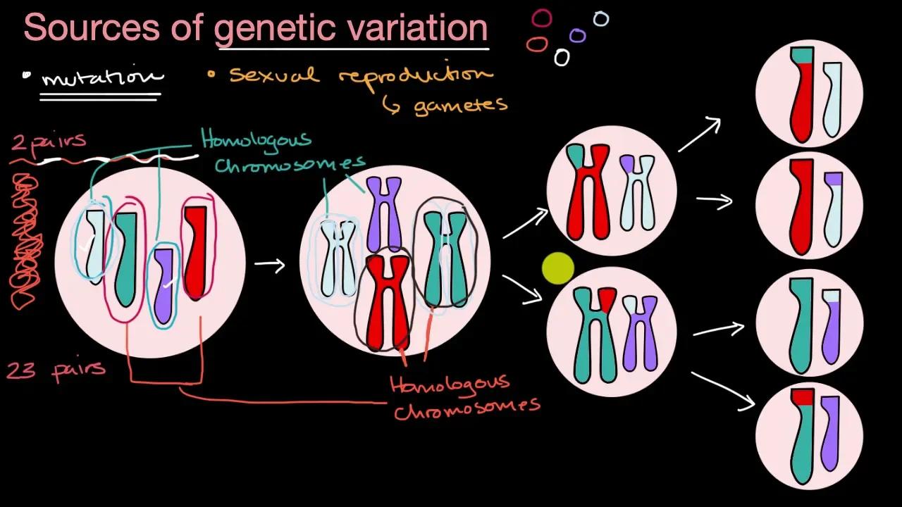 Sources of genetic variation | Inheritance and variation | High school biology | Khan Academy