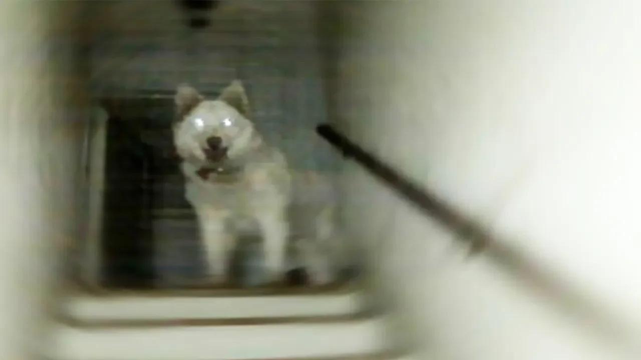 Ghost Pets Stories