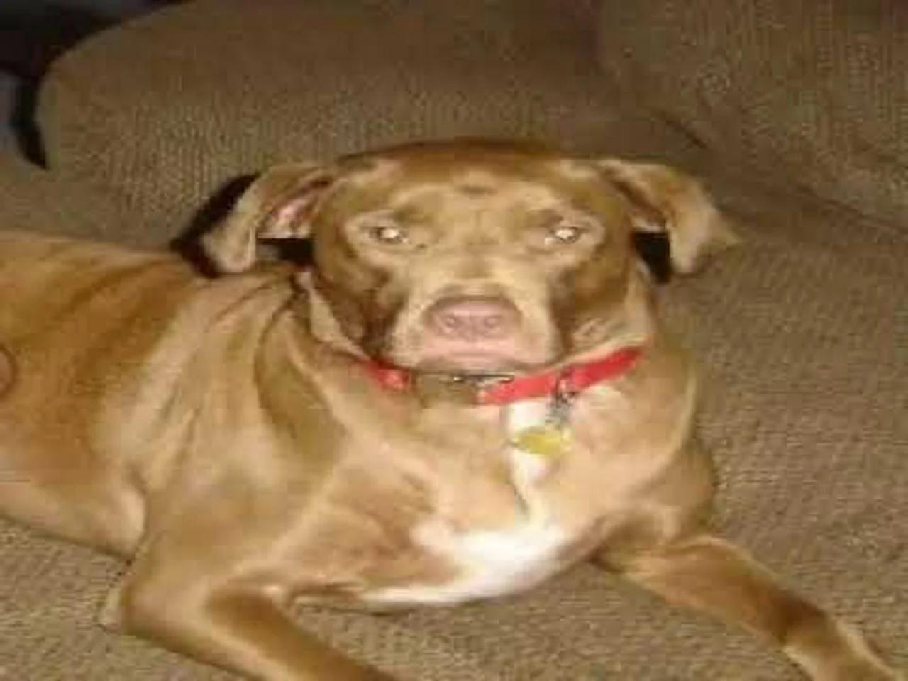 CANADIAN COUNTRY RADIO LEN AMSTERDAM SHOW