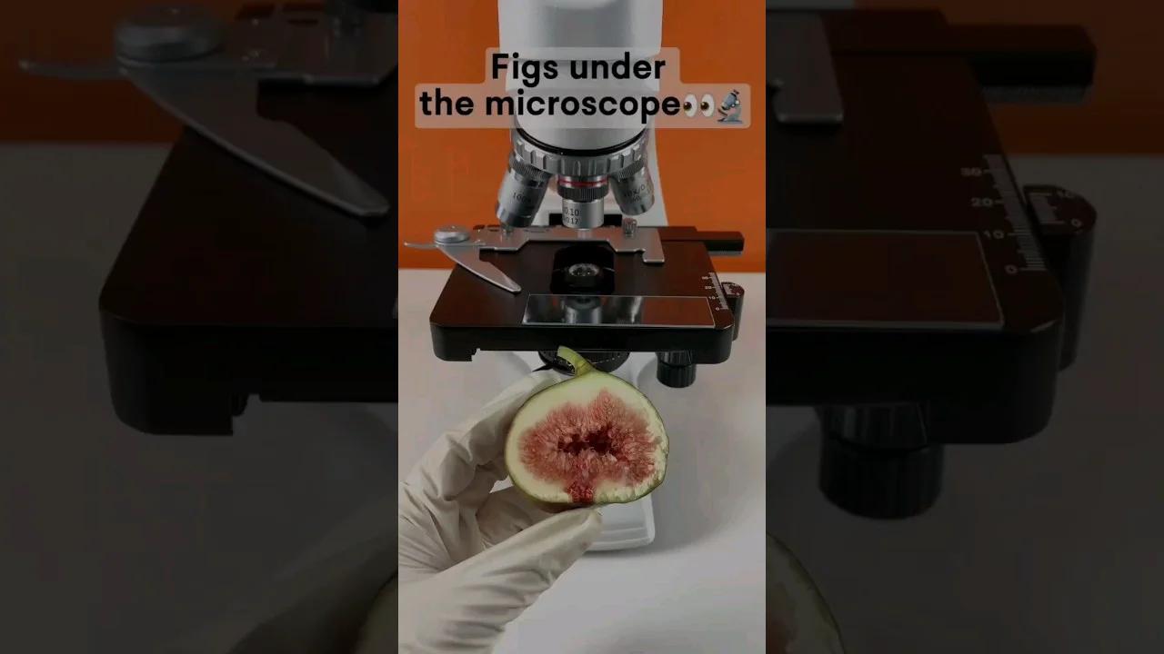 Figs under the microscope 🔬🤯 #figs #microscope #underthemicroscope