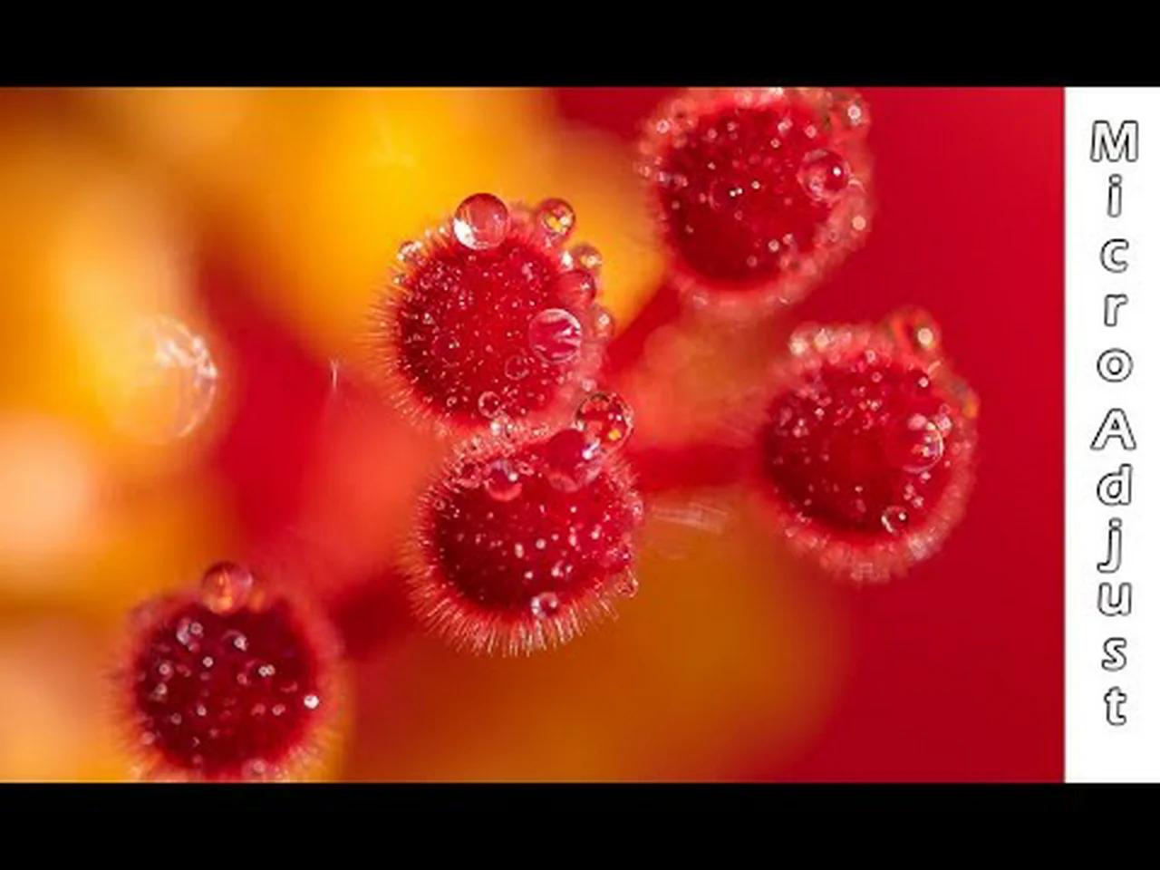 How to perform AF Micro adjustment Part 1 (2017)