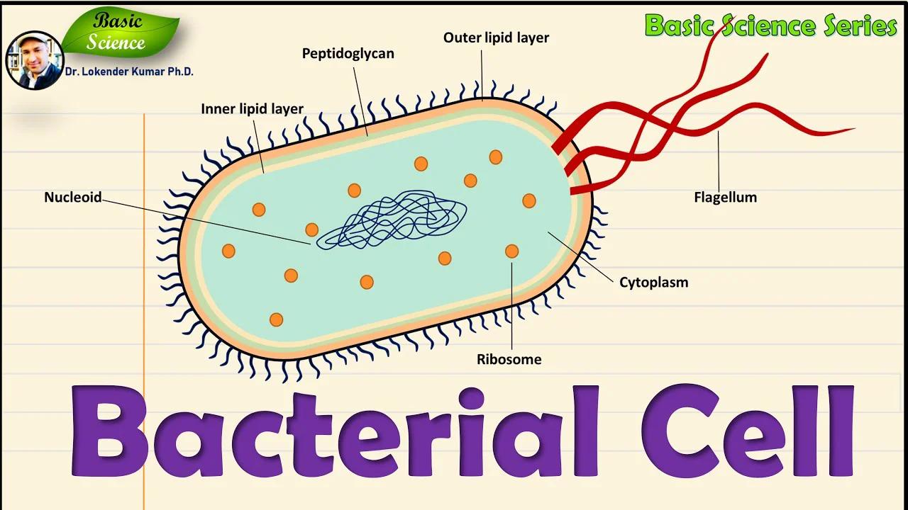 Structure and Function of Bacterial Cell | Microbiology | Basic Science ...
