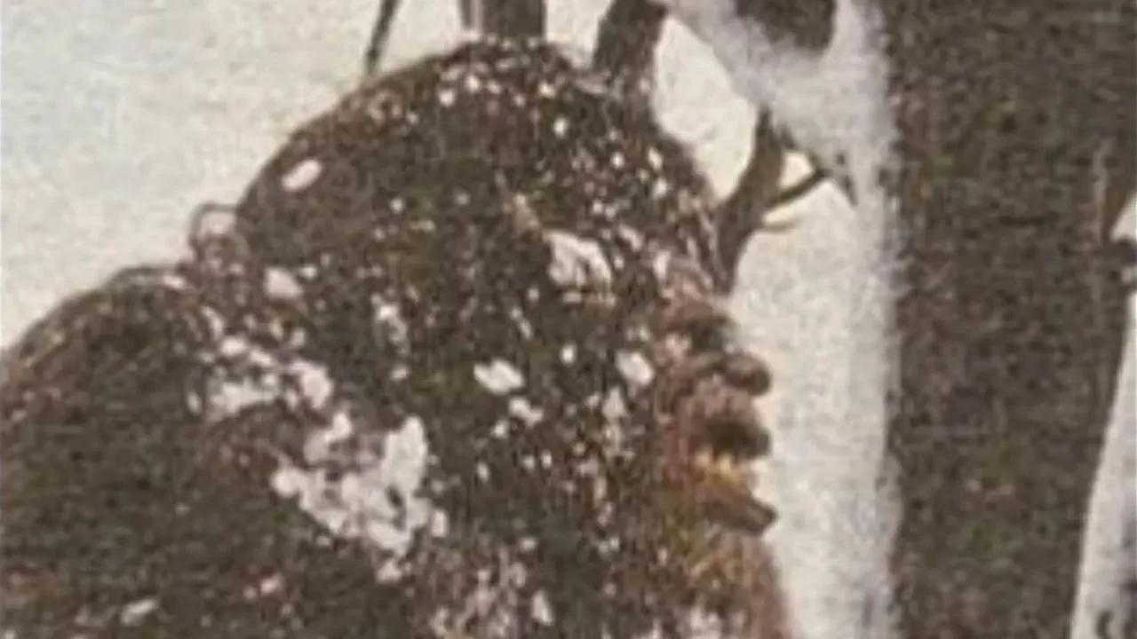 Top 18 NEVER Before Seen Images of BIGFOOT Caught On Camera