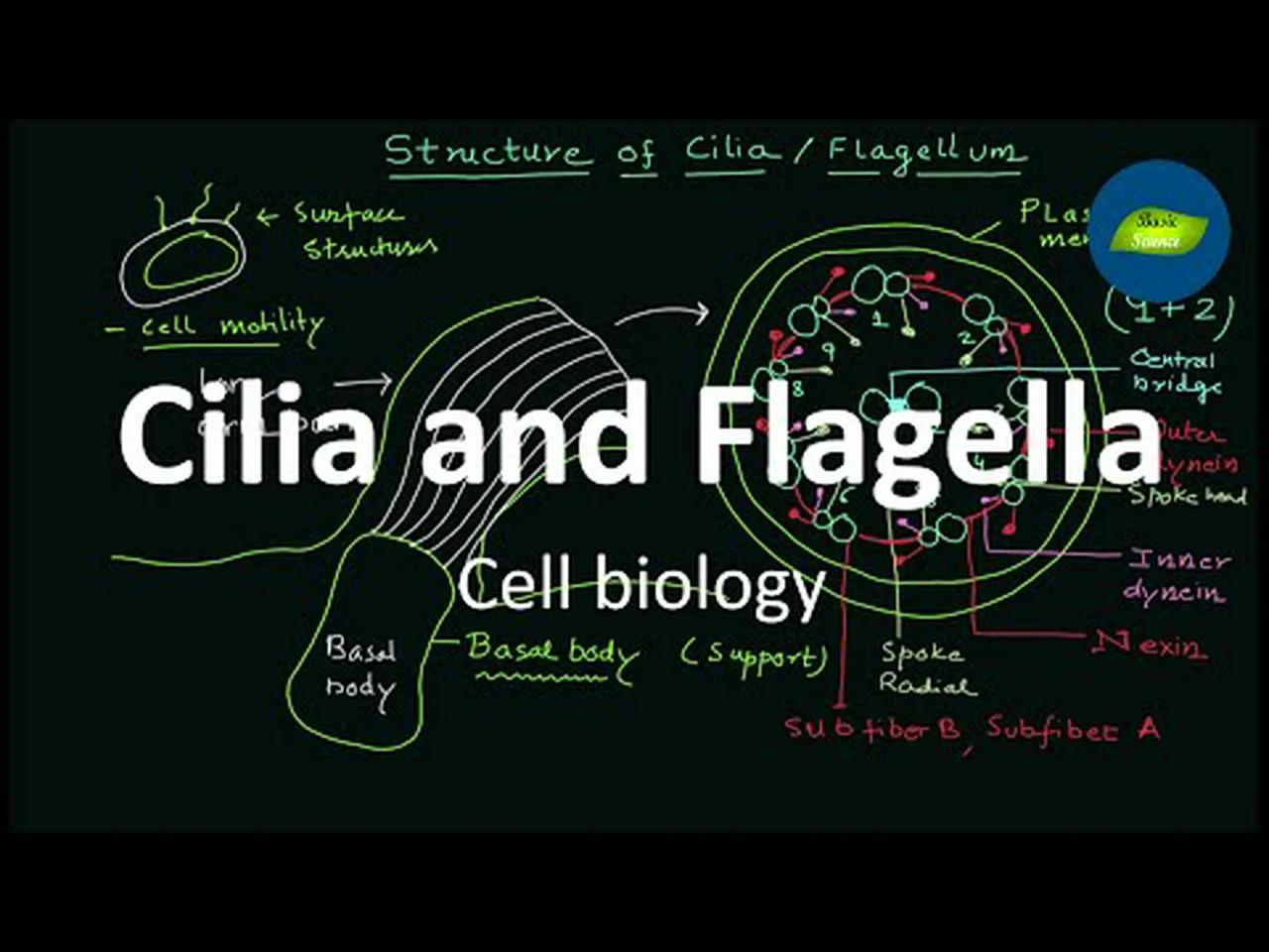 Flagella | Cilia | Structure and Functions | Cell Biology | Basic ...