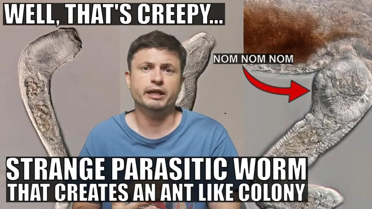 Tiny Parasitic Worms Make Colonies Just Like Ants...But Inside a Snail