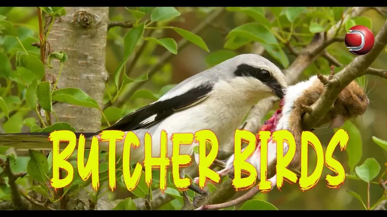 Why Are Butcher Birds Called "Butcher Birds"?