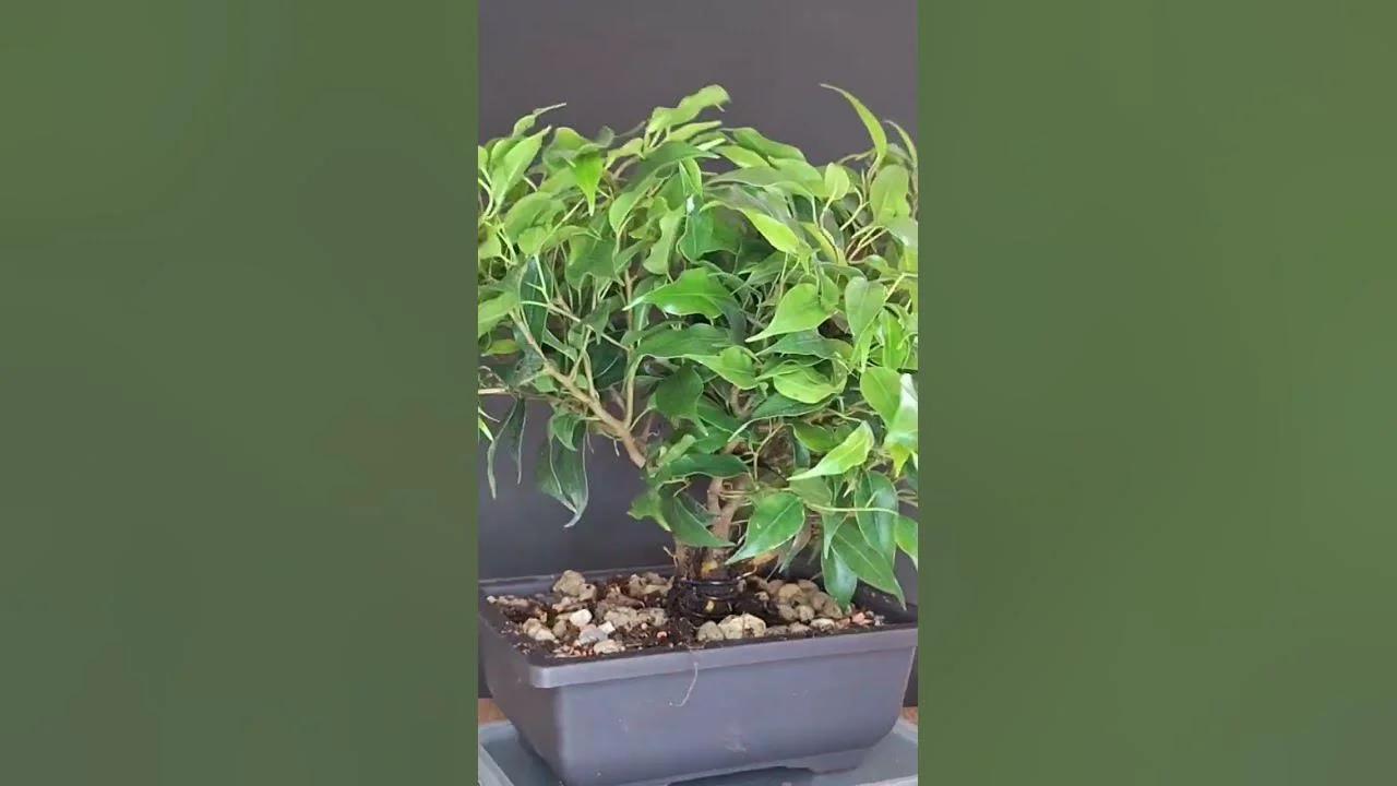 Clump Style Bonsai in the making #bonsai #bonsaistyle #ficus # ...