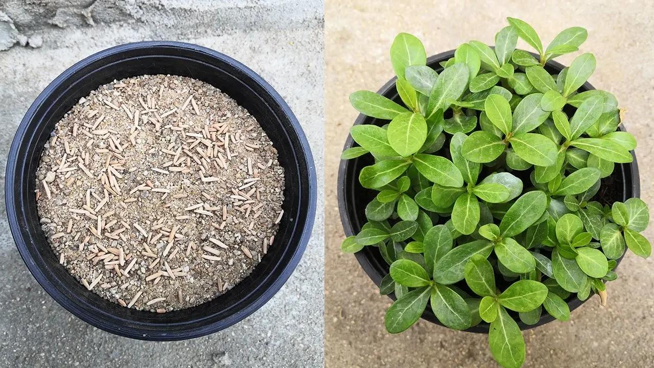 How to grow adenium from seeds fast | How to grow adenium from seeds ...