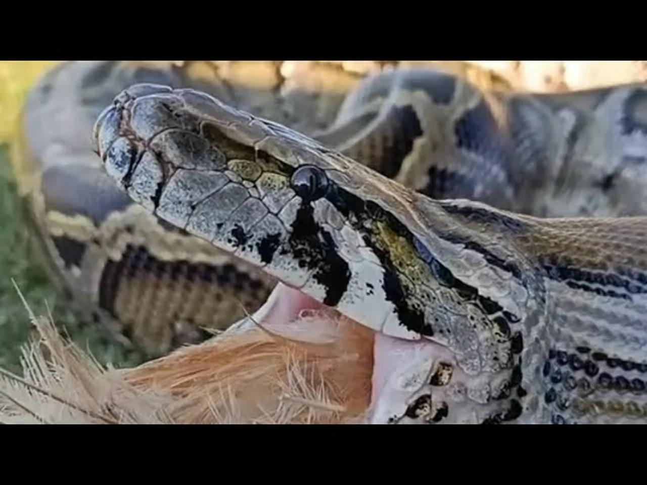 Snake eating a chicken