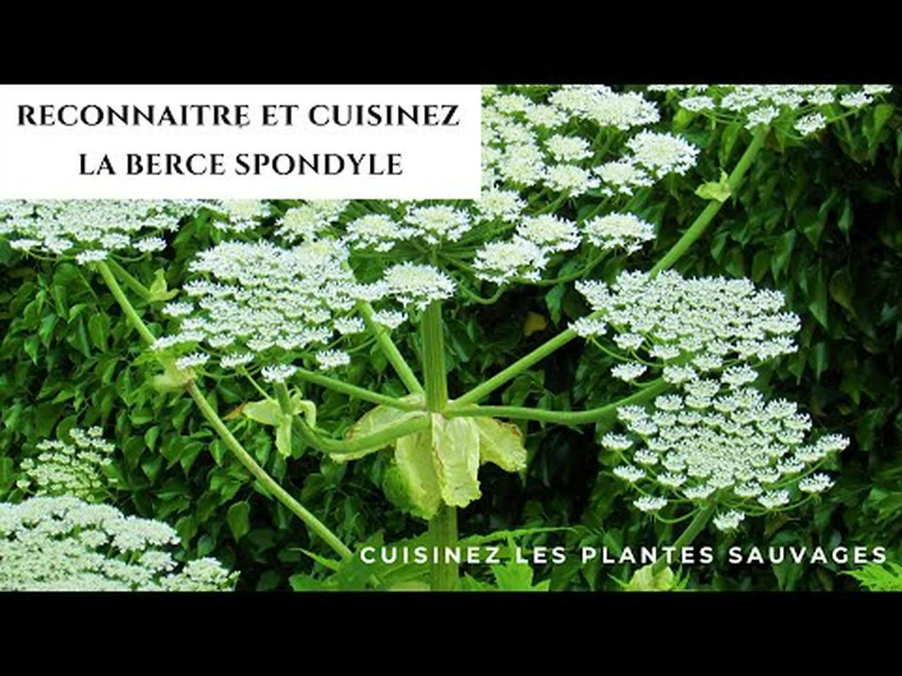 Reconnaitre la Berce spondyle