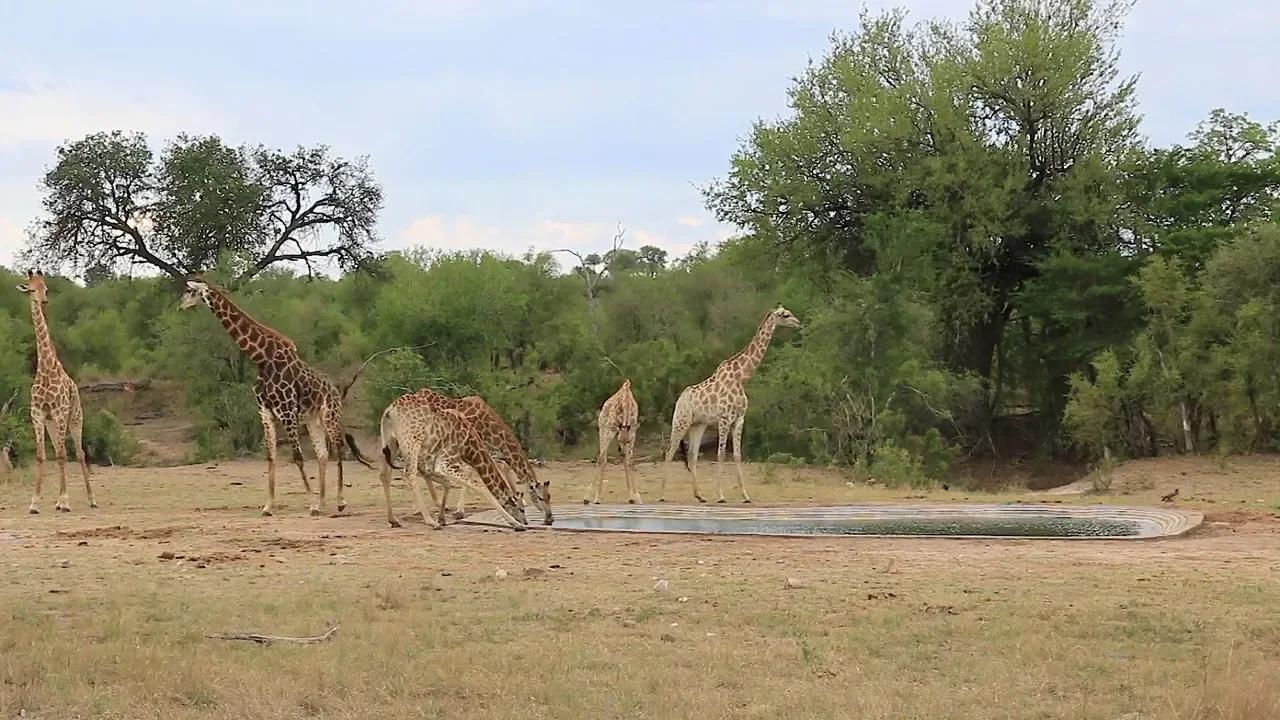 Kruger National Park Wildlife Sightings Today 17June 2022