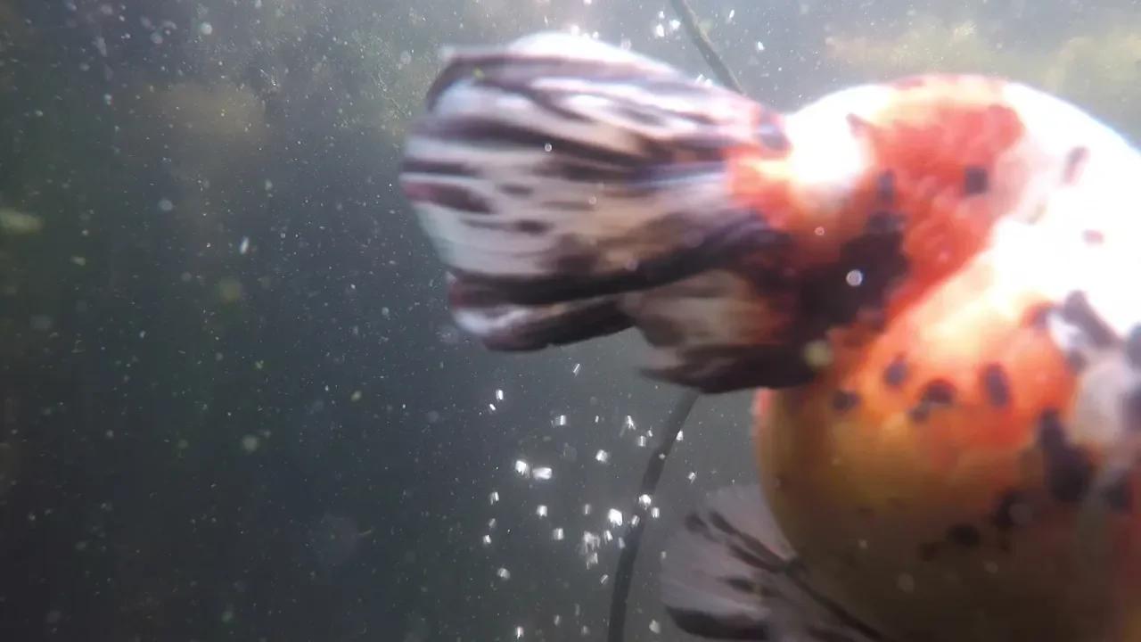 30 minutes of relaxing ranchu goldfish - AMSR natural water music ...