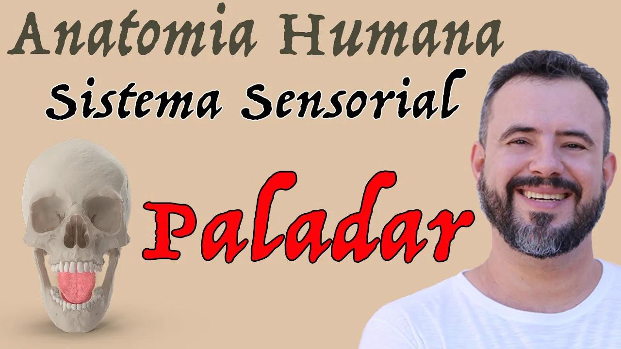 ANATOMIA HUMANA | SISTEMA SENSORIAL | PALADAR / GUSTAÇÃO | #anatomy # ...