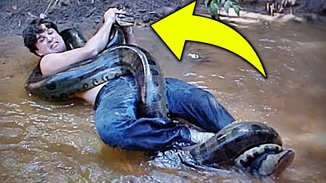 10 ATAQUES de COBRAS em HUMANOS