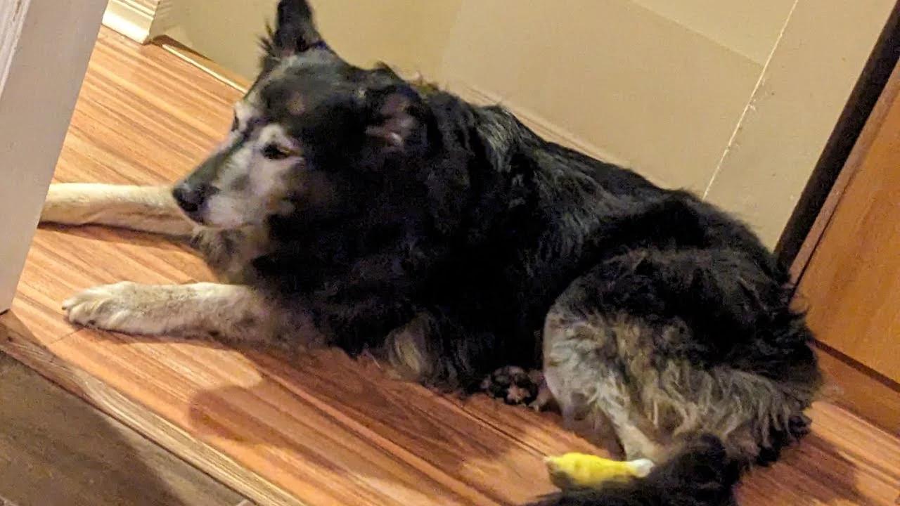 Updates for Puck! #dog #doggo