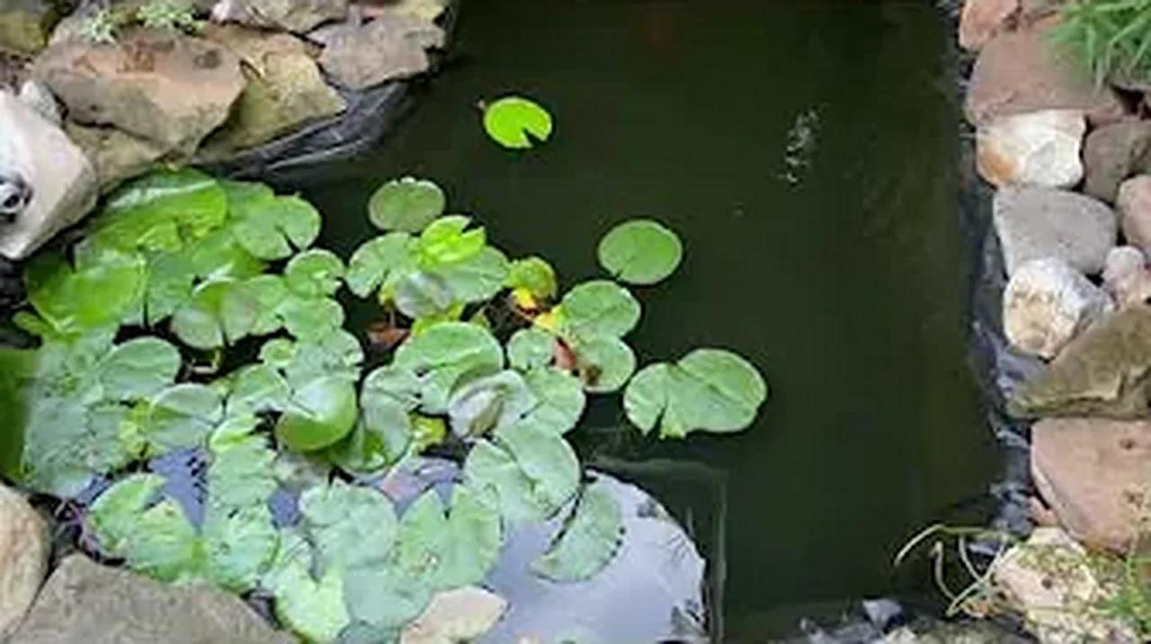 Ronald Hendrix comet goldfish pond West Monroe, LA - Raleigh Jones