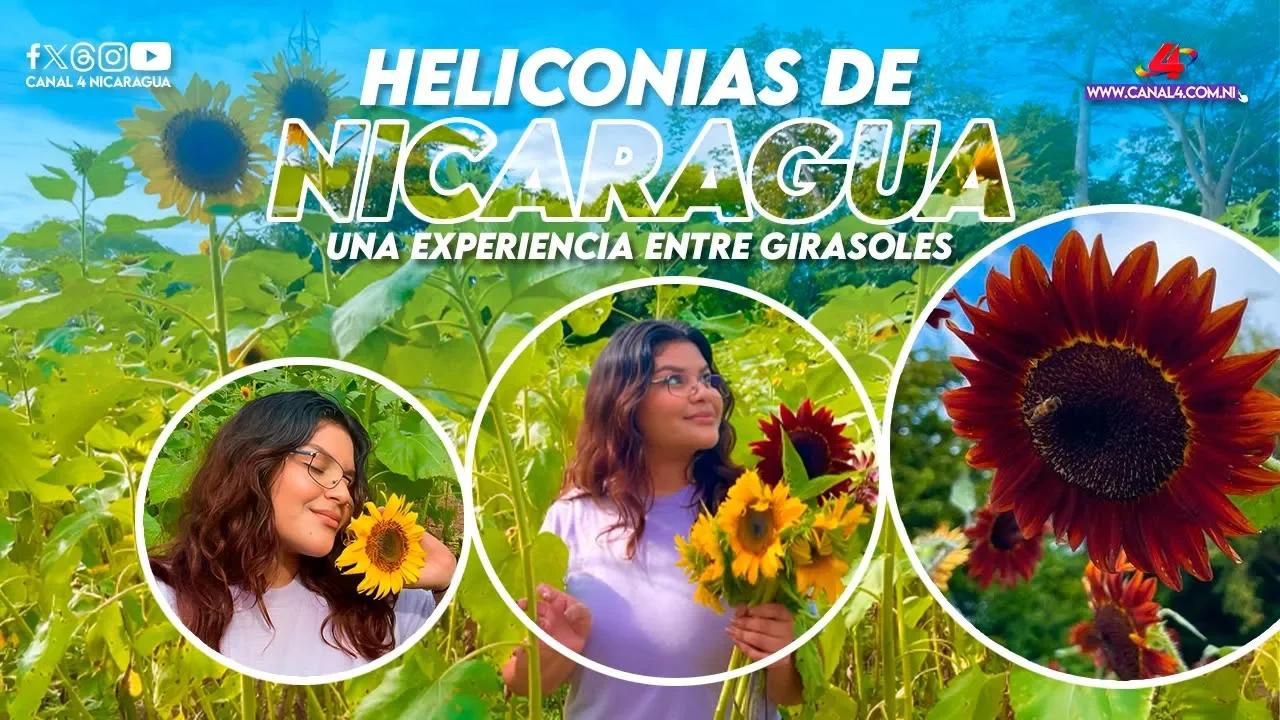 AVANCE: Heliconias de Nicaragua, una experiencia entre girasoles 🌻