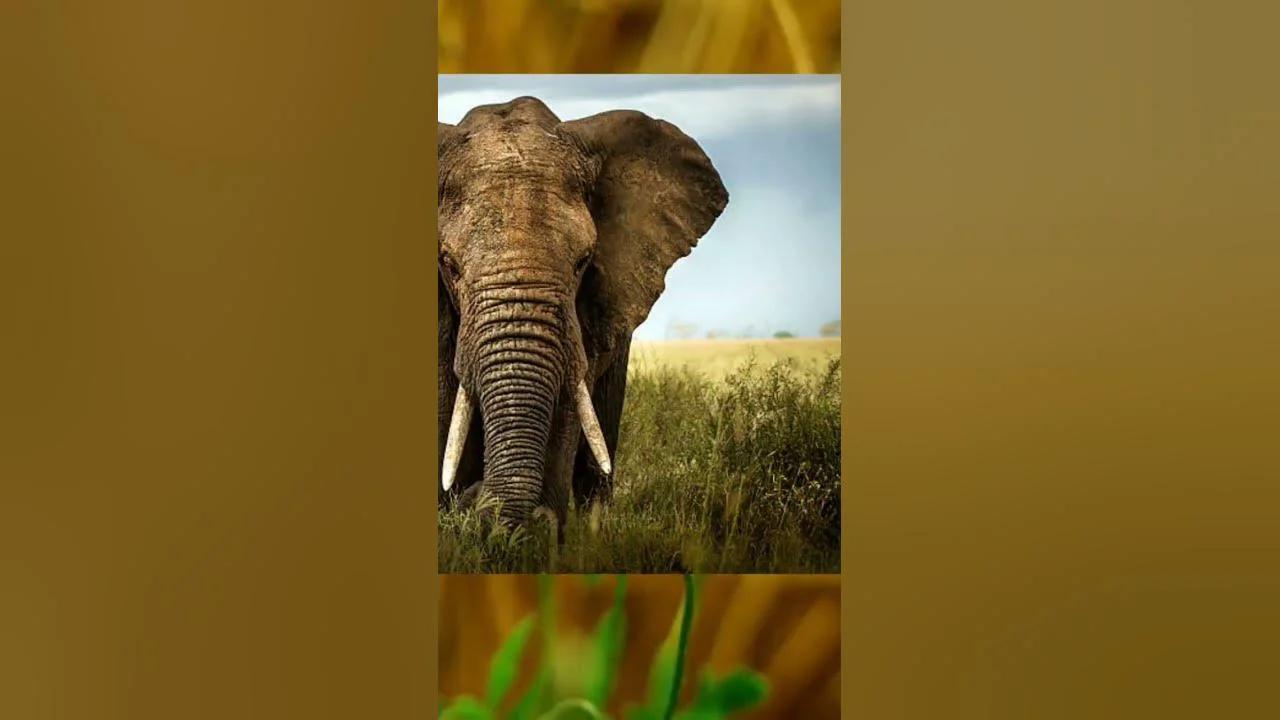 ANG ELEPANTE SA IYONG PANAGINIP AT KAHULUGAN NITO| Dream Interpretation ...