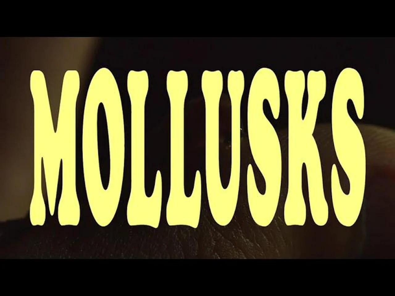 A short film about touching snails