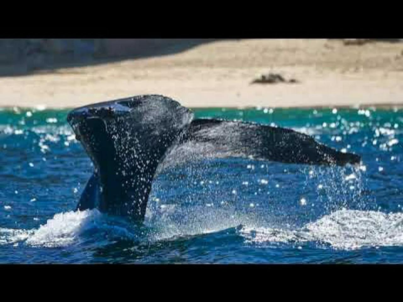 Ocean Heart's Journey by William Haskell Levine, available on Spotify, Amazon and Apple Music.