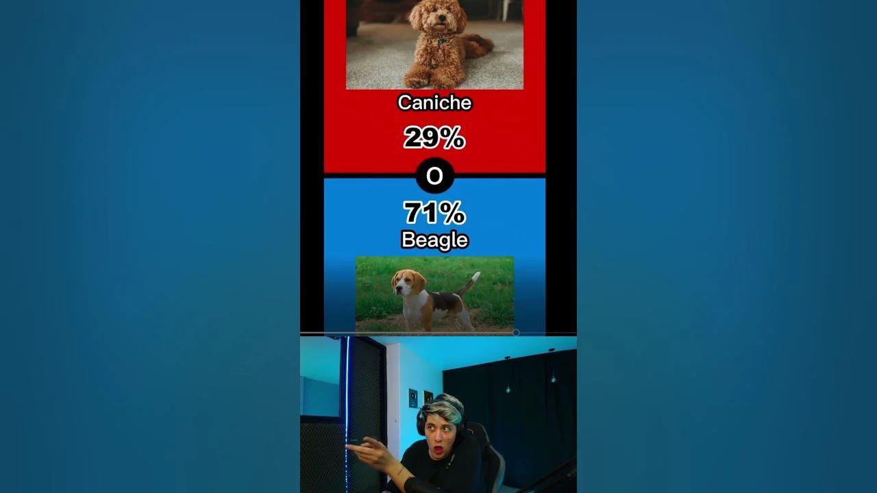 Que prefieres perro o gato 🤔