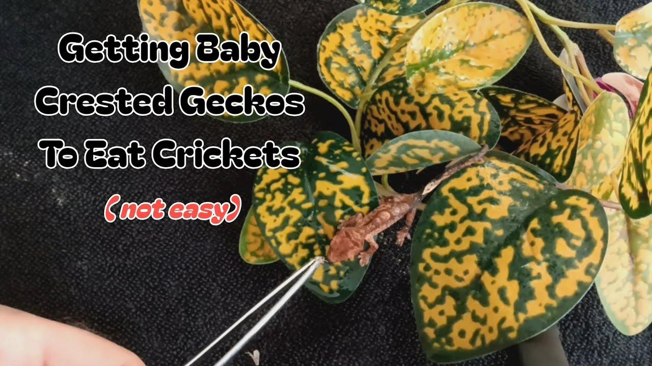 Getting Crested Gecko Hatchling Babies to Eat Crickets ( i give up and ...