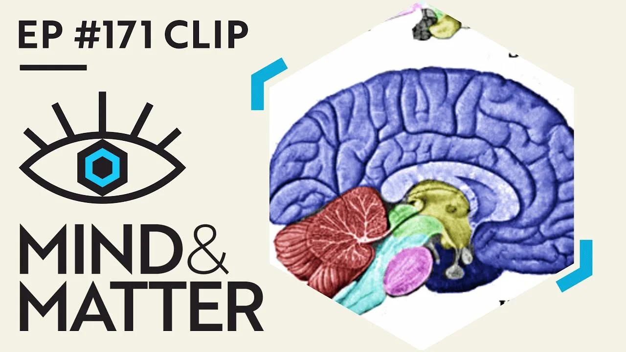 Human Brain Evolution: Neocortex & Cerebellum