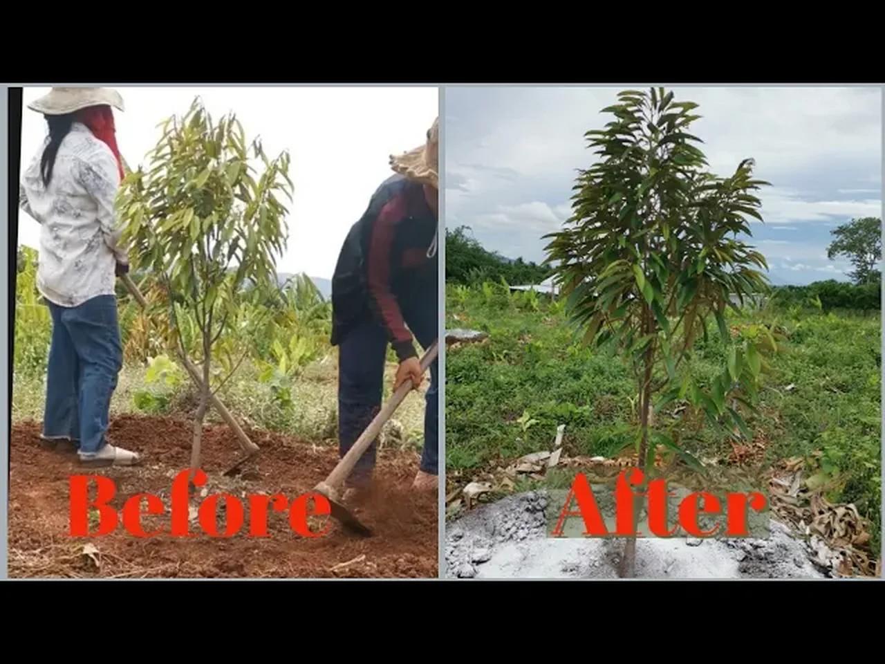 Unlocking the Secretes: The importance of soil Pilling for Durian Tree ...