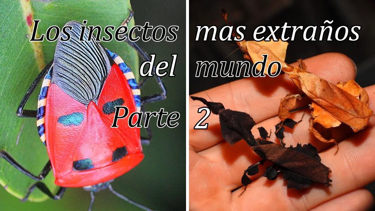 Los insectos mas extraños del mundo. Parte 2