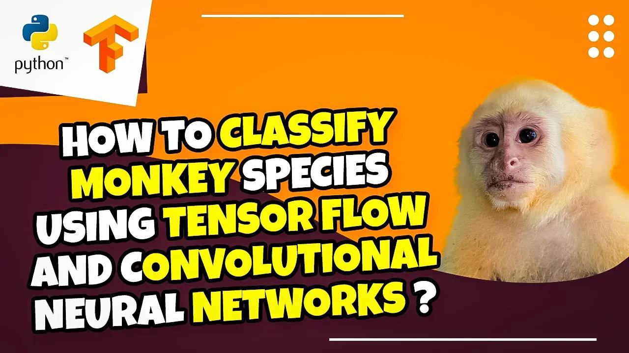 Step-by-Step Guide: Monkey Species Classification with CNN | Part 2