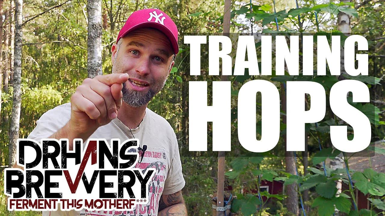 Training Hops Hop Growing 101 Part 4