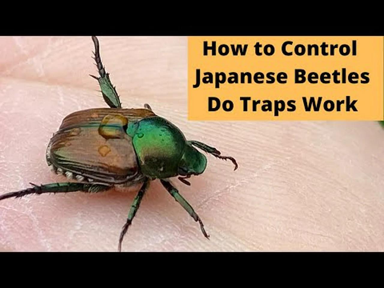 How to Control Japanese Beetles - Do Traps Work