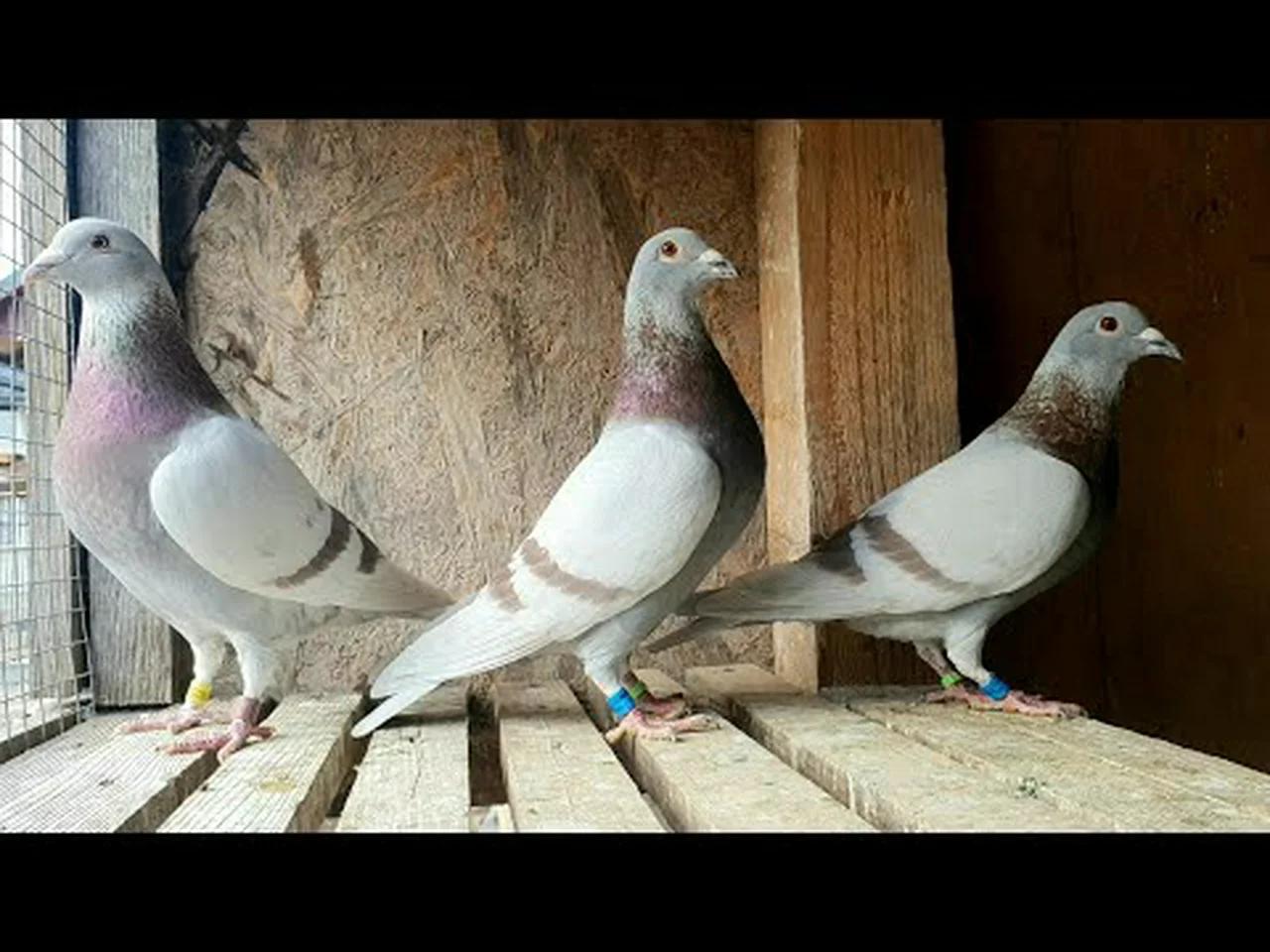 My Extreme Long Distance Racing Pigeons!! Flying Males!