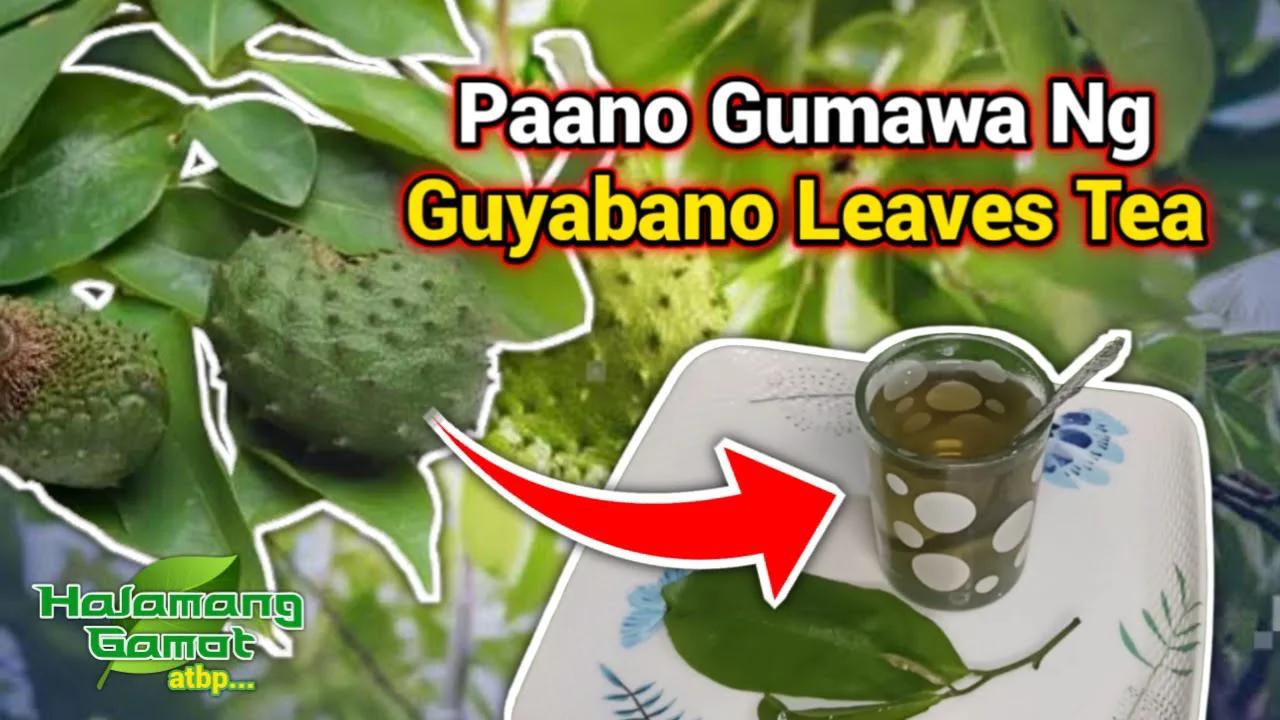 Paano Gumawa Ng Guyabano Tea By Halamang Gamot ATBP