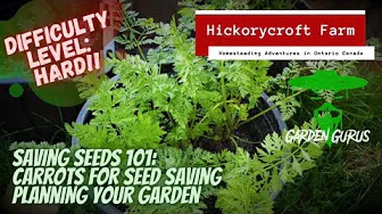 Saving Seeds 101 Carrots for Seed Saving Planning Your Garden